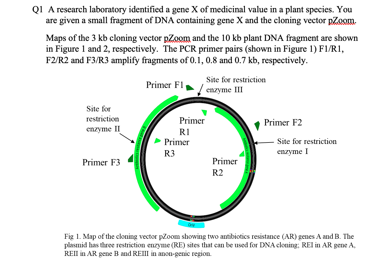 Solved Q1 A research laboratory identified a gene X of | Chegg.com