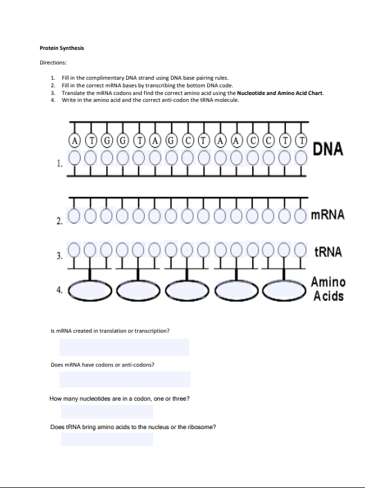 Solved Label the following: nucleus, DNA, ribosomes, | Chegg.com
