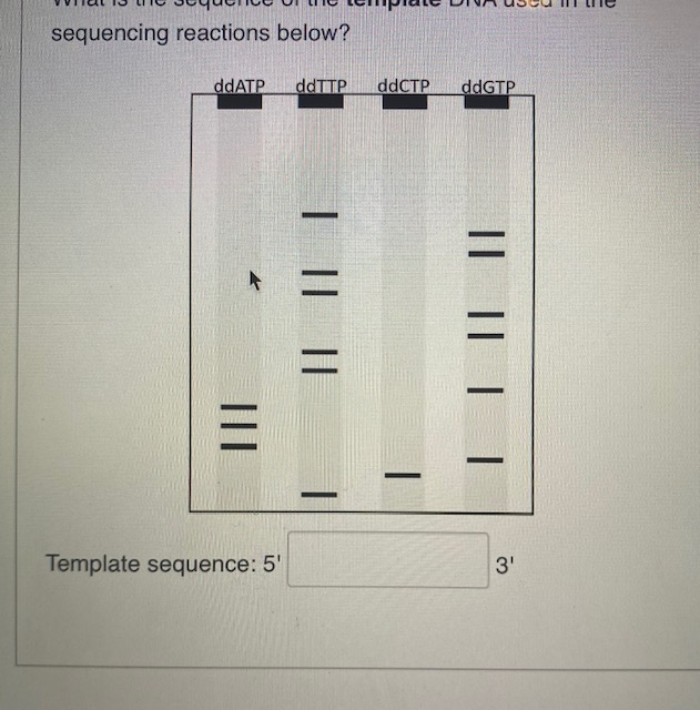 sequencing reactions below? ddATP ddTTP ddCTP ddGTP | | Chegg.com