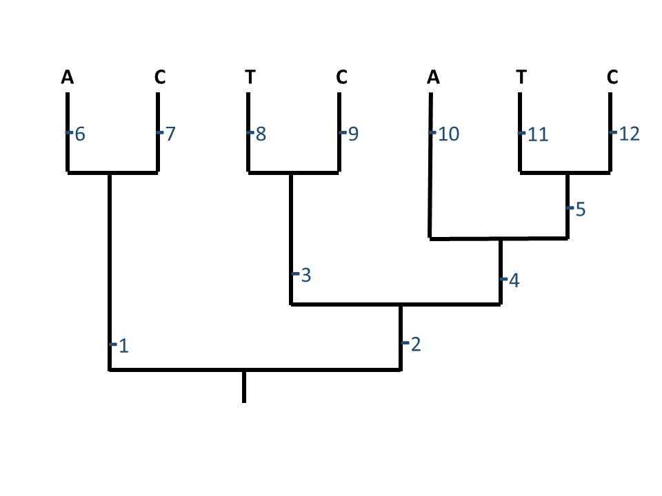 Using the Fitch algorithm, Part II Now, show how you | Chegg.com