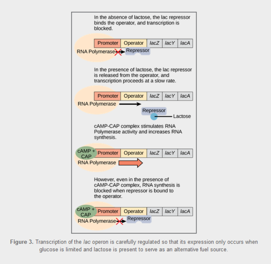 Solved Using the info above, answer the questions below | Chegg.com