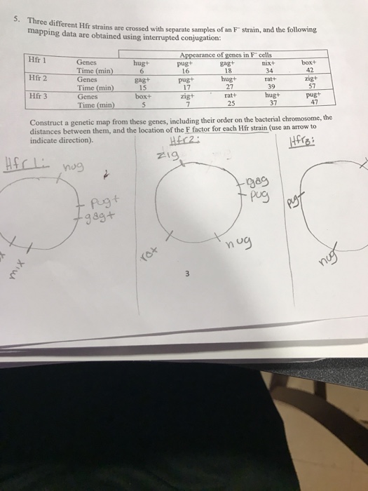 Solved Three different Hfr strains are crossed with separate | Chegg.com