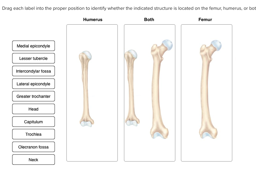 Solved Drag each label into the proper position to identify | Chegg.com