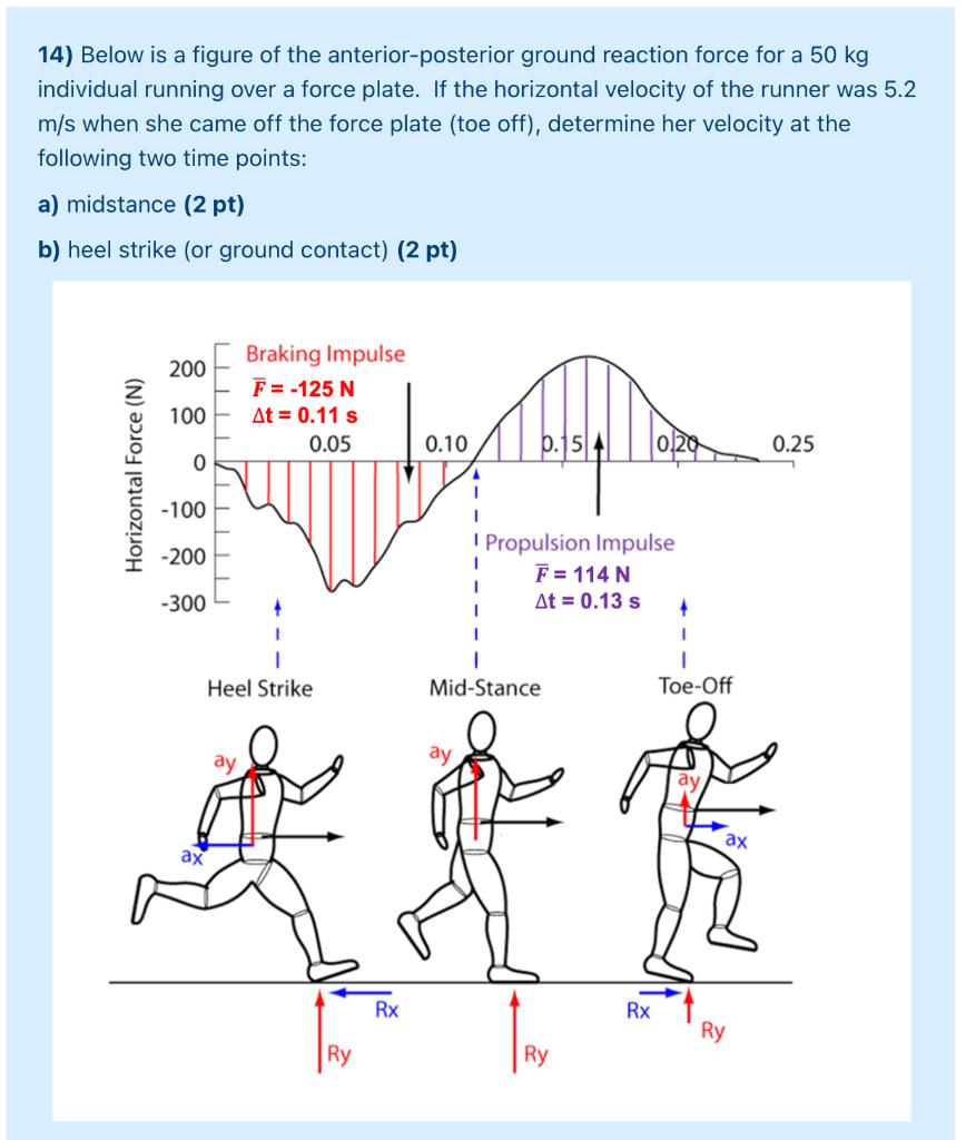 Solved 14) Below is a figure of the anterior-posterior | Chegg.com