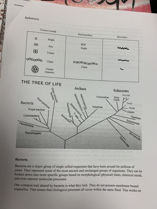 Solved References Coccus (round Single O0 Pair #Tetrad Rod | Chegg.com