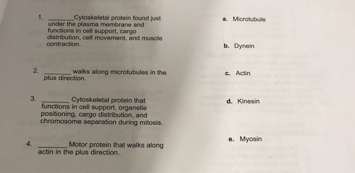 Solved 1. Cytoskeletal protein found just a. Microtubule | Chegg.com