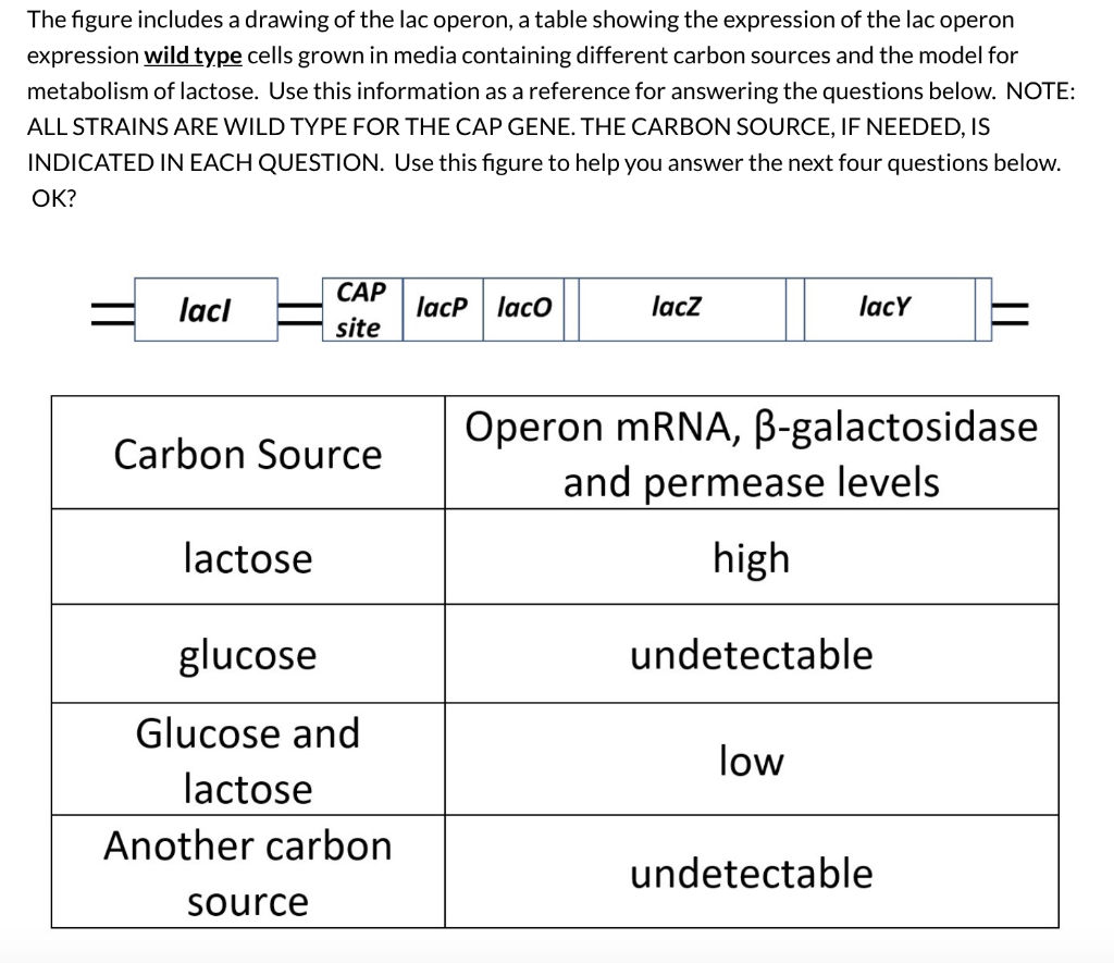 Solved The figure includes a drawing of the lac operon, a | Chegg.com