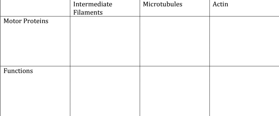 Solved Intermediate Filaments Microtubules Actin Motor | Chegg.com