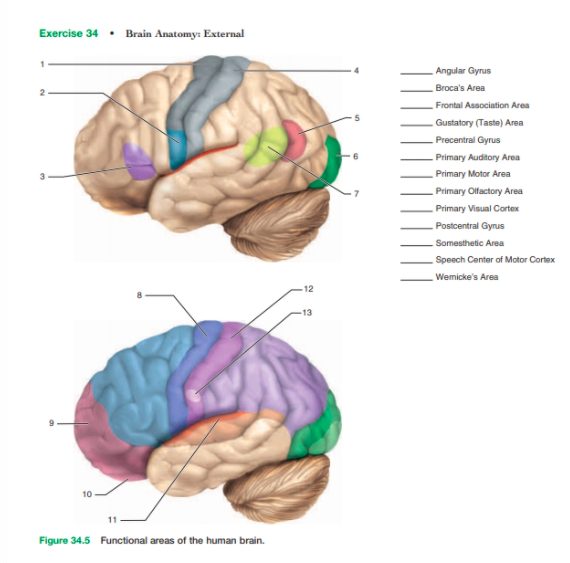 Solved Exercise 34. Brain Anatomy External 1 Angular Gyrus | Chegg.com