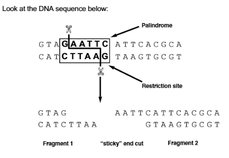 Solved Look at the diagram in the example on the first page | Chegg.com
