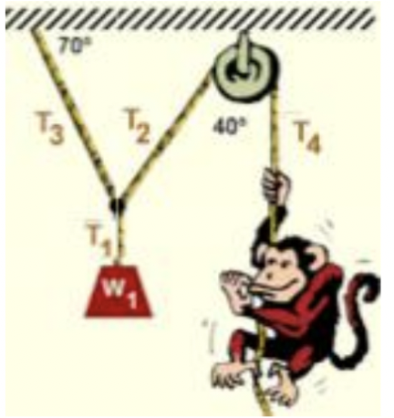 Solved A circus monkey is hanging from a rope and pulley | Chegg.com