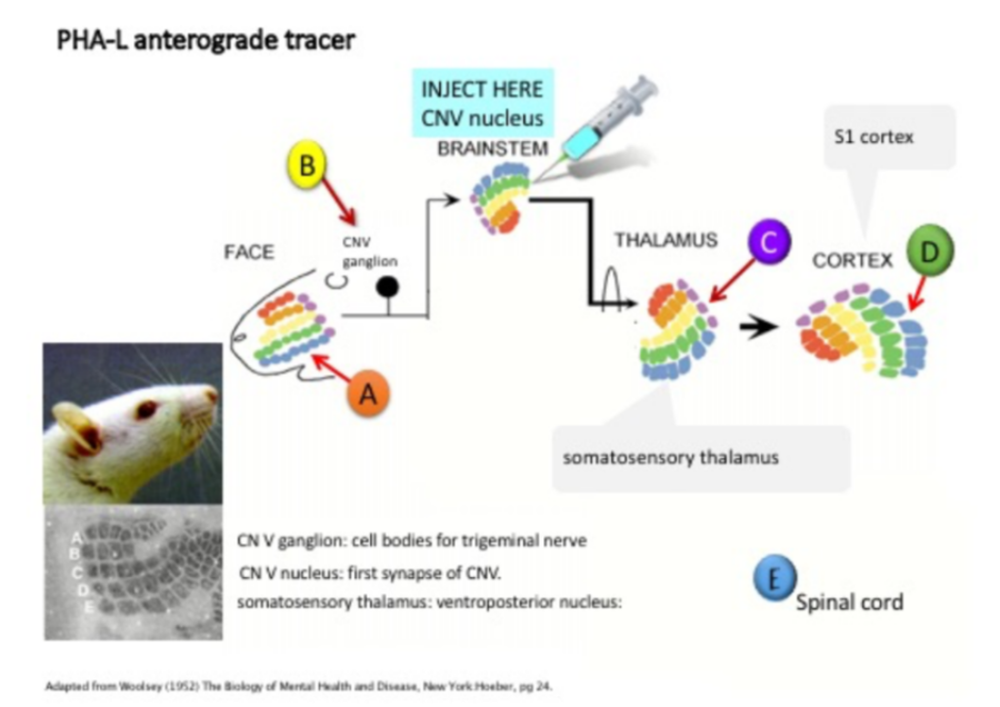 Solved 1. ANTEROGRADE tracer experiment, rat whisker barrel | Chegg.com