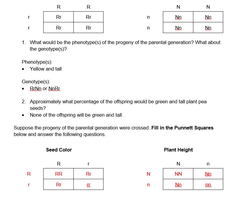 Solved In a pea plant experiment, the allele (R) producing | Chegg.com