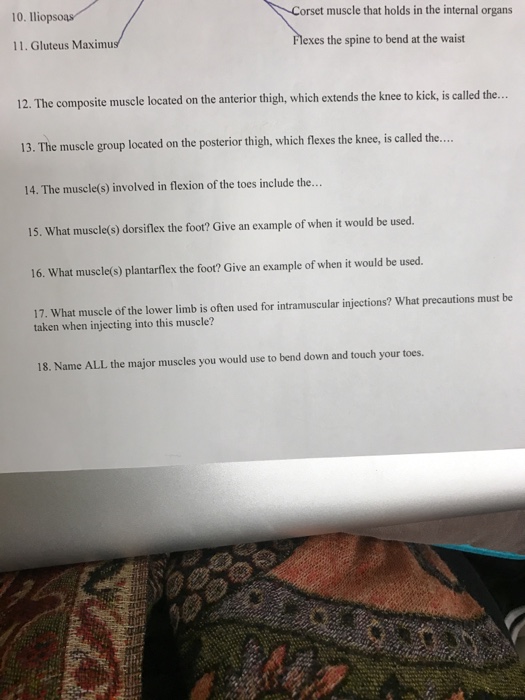 Solved Iliopsoas Corset muscle that holds in the internal | Chegg.com