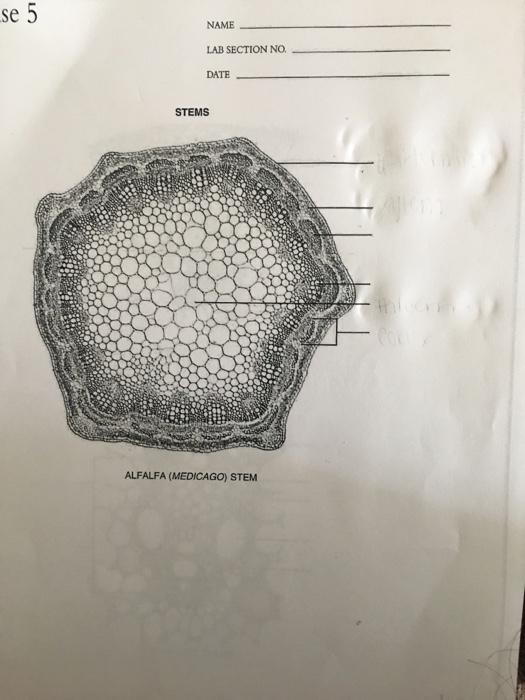 Solved Exercise 5 NAME LAB SECTION NO DATE STEMS 45 | Chegg.com
