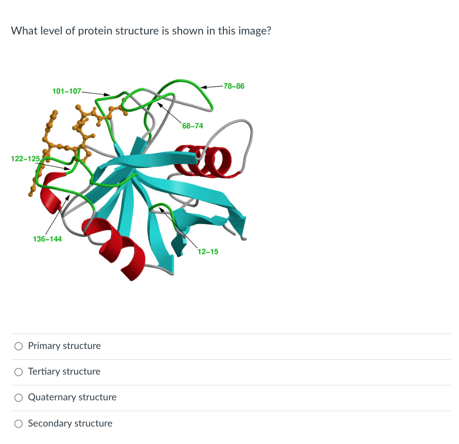 Solved What level of protein structure is shown in this | Chegg.com