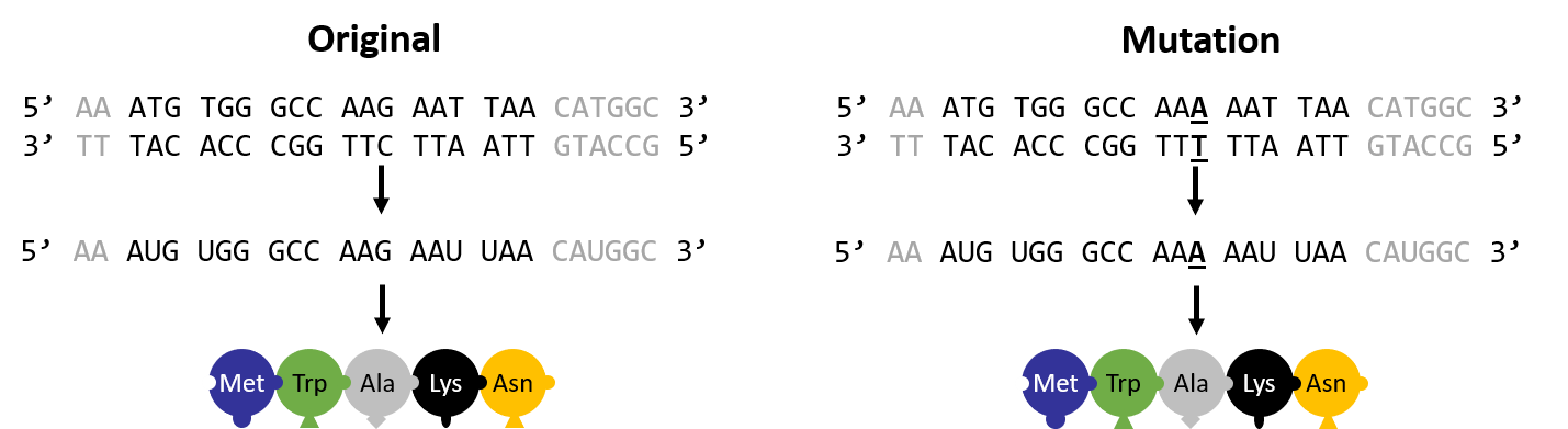 Solved What type of mutation is depicted | Chegg.com