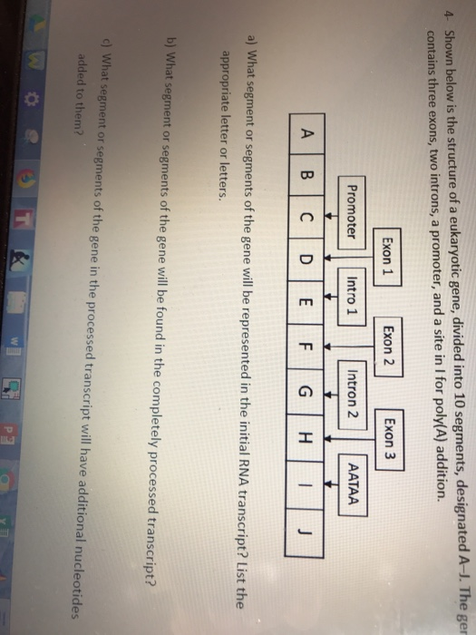 Solved Shown below is the structure of a eukaryotic gene, | Chegg.com