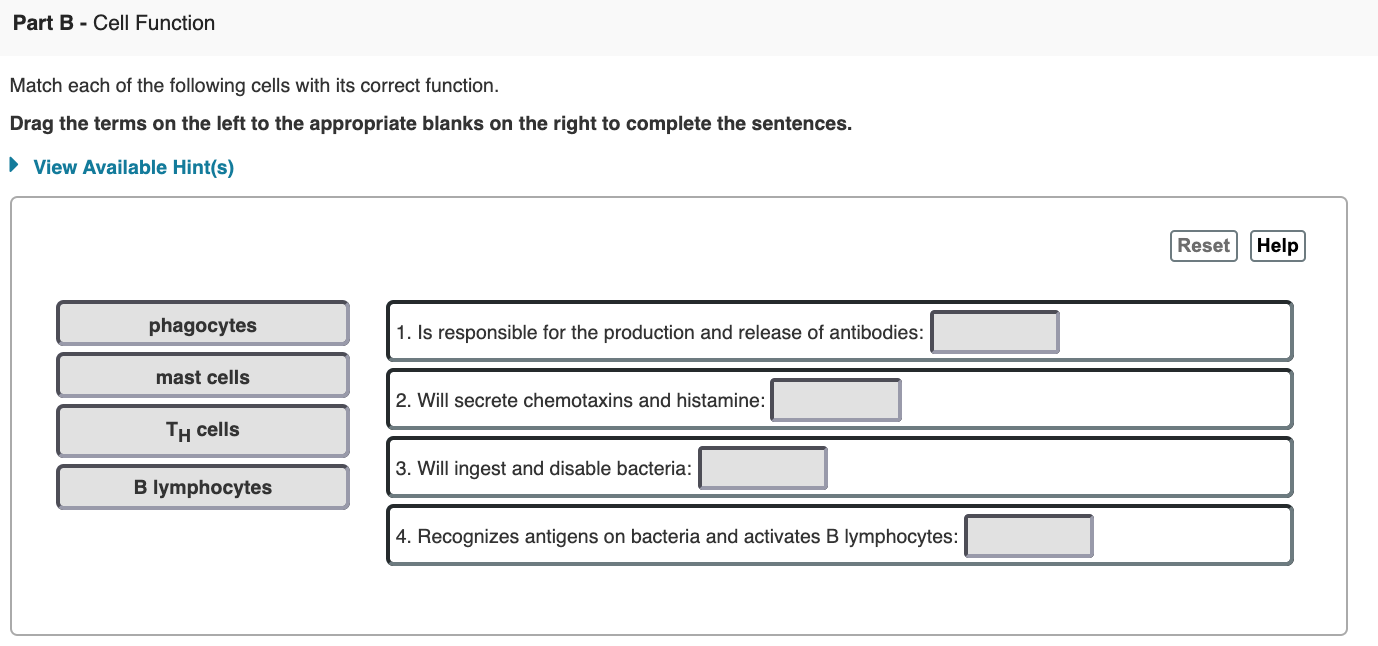Solved Part B - Cell Function Match each of the following | Chegg.com