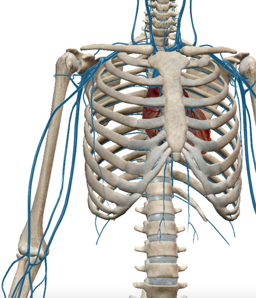Solved Label the veins of the upper limb. Identify: right | Chegg.com