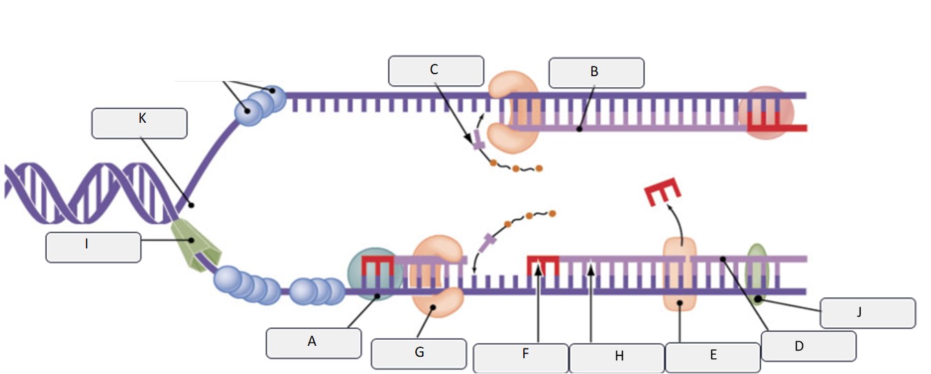 Solved Consider the image below and match the terms with | Chegg.com