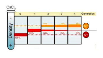 Solved Draw out density gradients for three rounds | Chegg.com