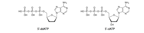 Solved 1. What would be the effect of adding | Chegg.com