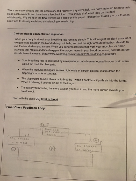 Circulatory and Respiratory System Feedback Loops | Chegg.com