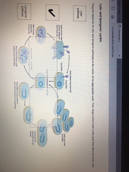 Solved k 3 0仚 Lytic and lysogenic cycles Drag the labels for | Chegg.com