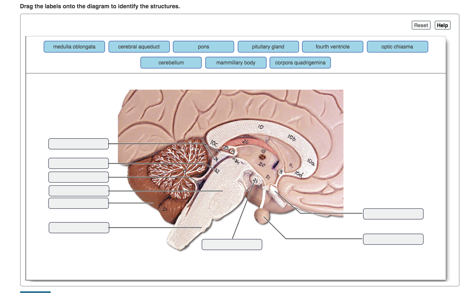 Drag The Labels Onto The Diagram To Identify Respirat - vrogue.co Drag The Labels Onto The Diagram To Identify Respirat - vrogue.co