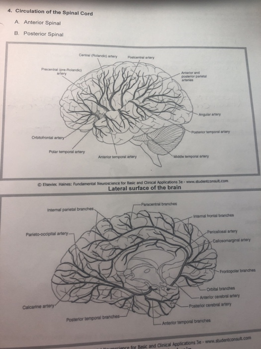 Solved STUDY OUESTOwe Lab 11: Circulation/CSF Objectives A. | Chegg.com