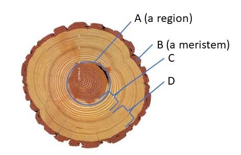 Solved Consider the trunk cross-section shown below. Answer | Chegg.com