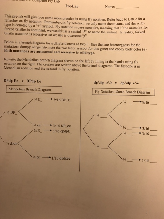 Solved Cor Fly Lab Pre-Lab Name: back to Lab 2 for a wild- | Chegg.com