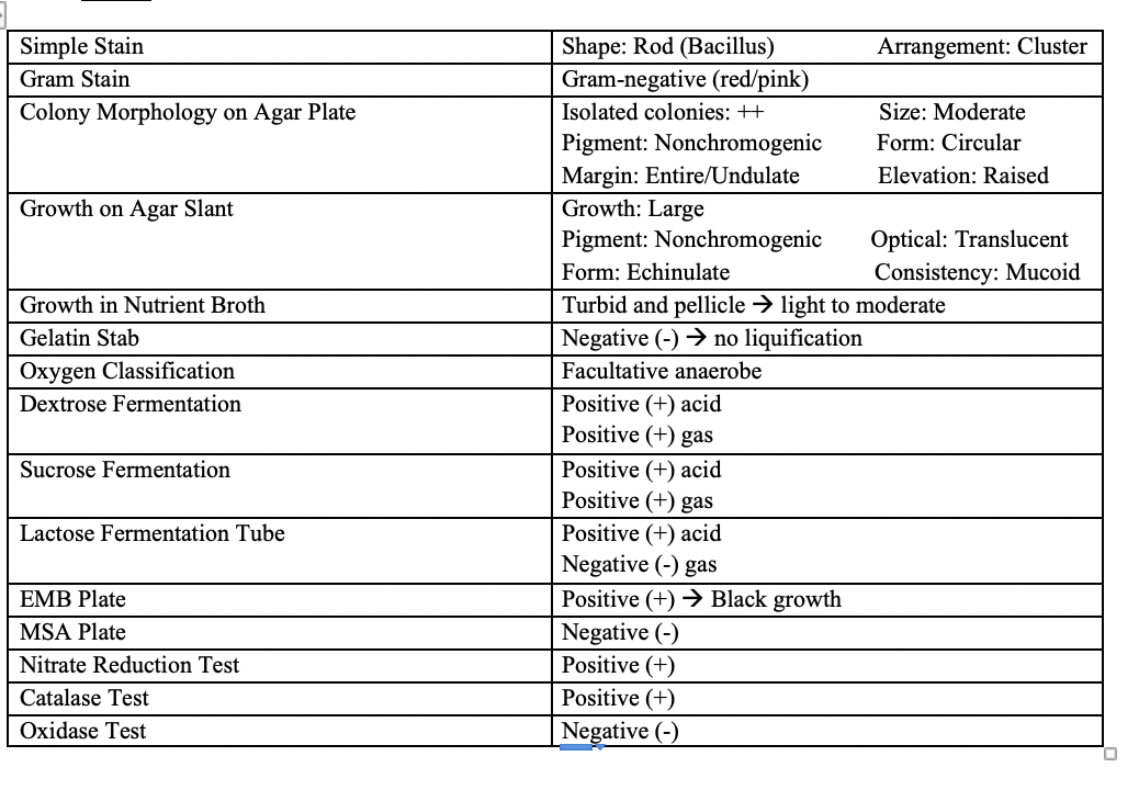 Enterobacter Aerogenes Morphology