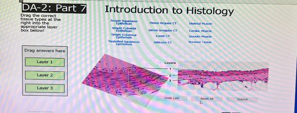 Solved DA-2: Part 7 Introduction to Histology Drag the | Chegg.com
