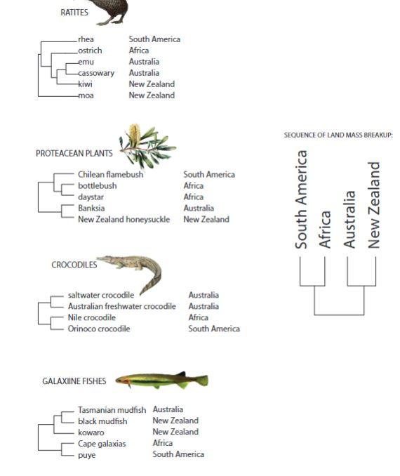 Solved 3. All of the ratites shown in the top cladogram are | Chegg.com