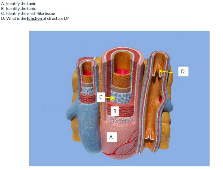 Solved A. Identify the tunic B. Identify the tunic C. | Chegg.com