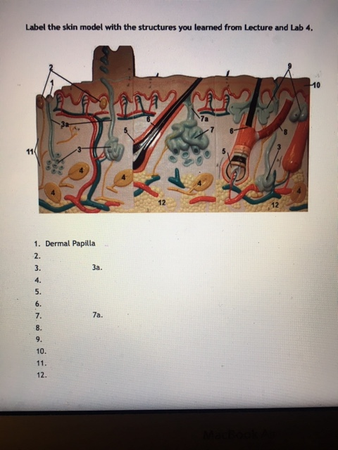 Solved Label the skin model with the structures you learned | Chegg.com