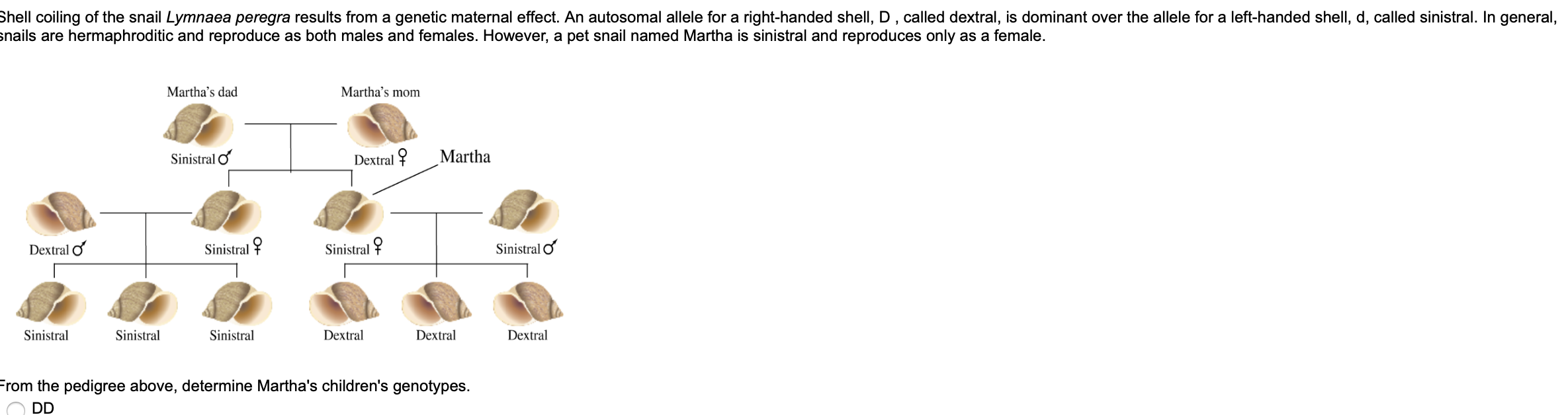 Solved Shell coiling of the snail Lymnaea peregra results | Chegg.com