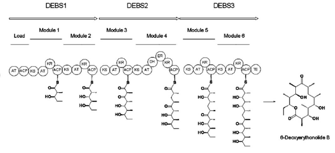 topic: acetate pathway: Polyketides Which structural | Chegg.com