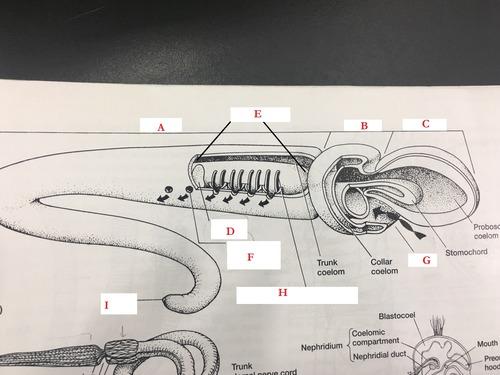 Parts Of An Acorn Diagram Pin On Seeds