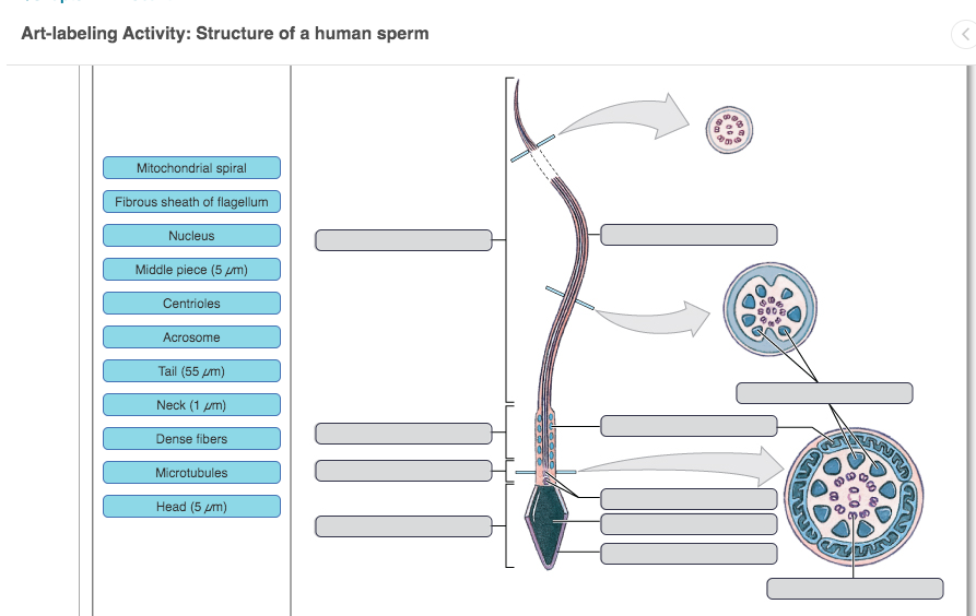 Solved Art-labeling Activity: Structure of a human sperm | Chegg.com