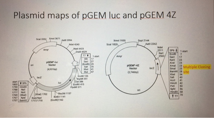 Pgem ® -t Easy Vector Circle Map Pgem Vector Map, HD Png, 40% OFF