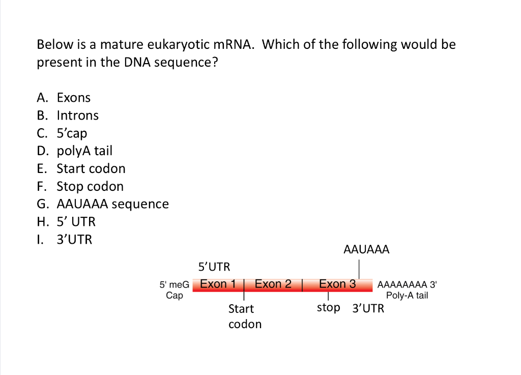 Solved Below is a mature eukaryotic mRNA. Which of the | Chegg.com