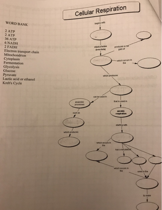 Solved Cellular Respiration WORD BANK bgins with 2 ATP 2 ATP | Chegg.com