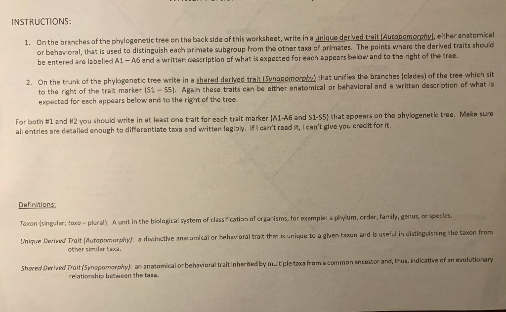 INSTRUCTIONS: 1. On the branches of the phylogenetic | Chegg.com