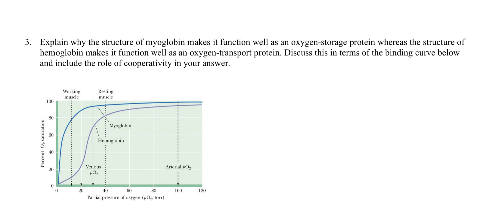 Solved 3 Explain Why The Structure Of Myoglobin Makes It