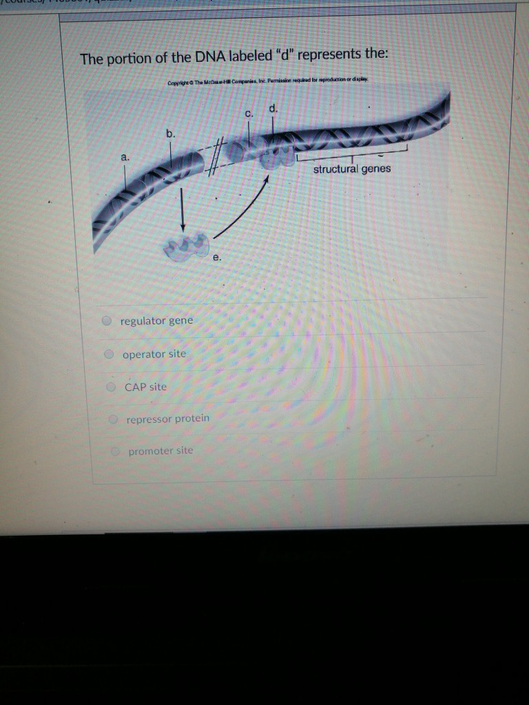 Solved The portion of the DNA labeled "d" represents the: d. | Chegg.com