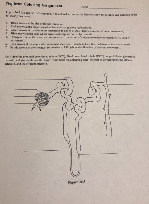 Solved Nephron Coloring Assignment Name Figure 26.5 is a | Chegg.com