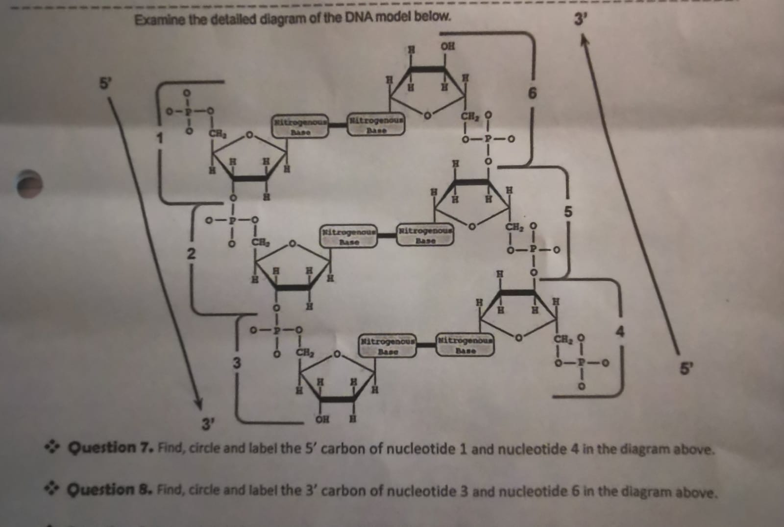 Solved Examine the detalled diagram of the DNA model below. | Chegg.com